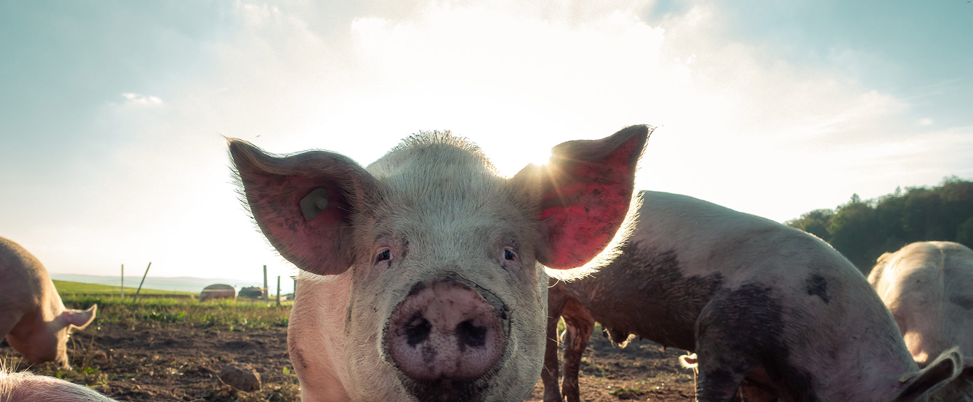 Scientific Workshop on Organic Pig Production - Center for frilandsdyr
