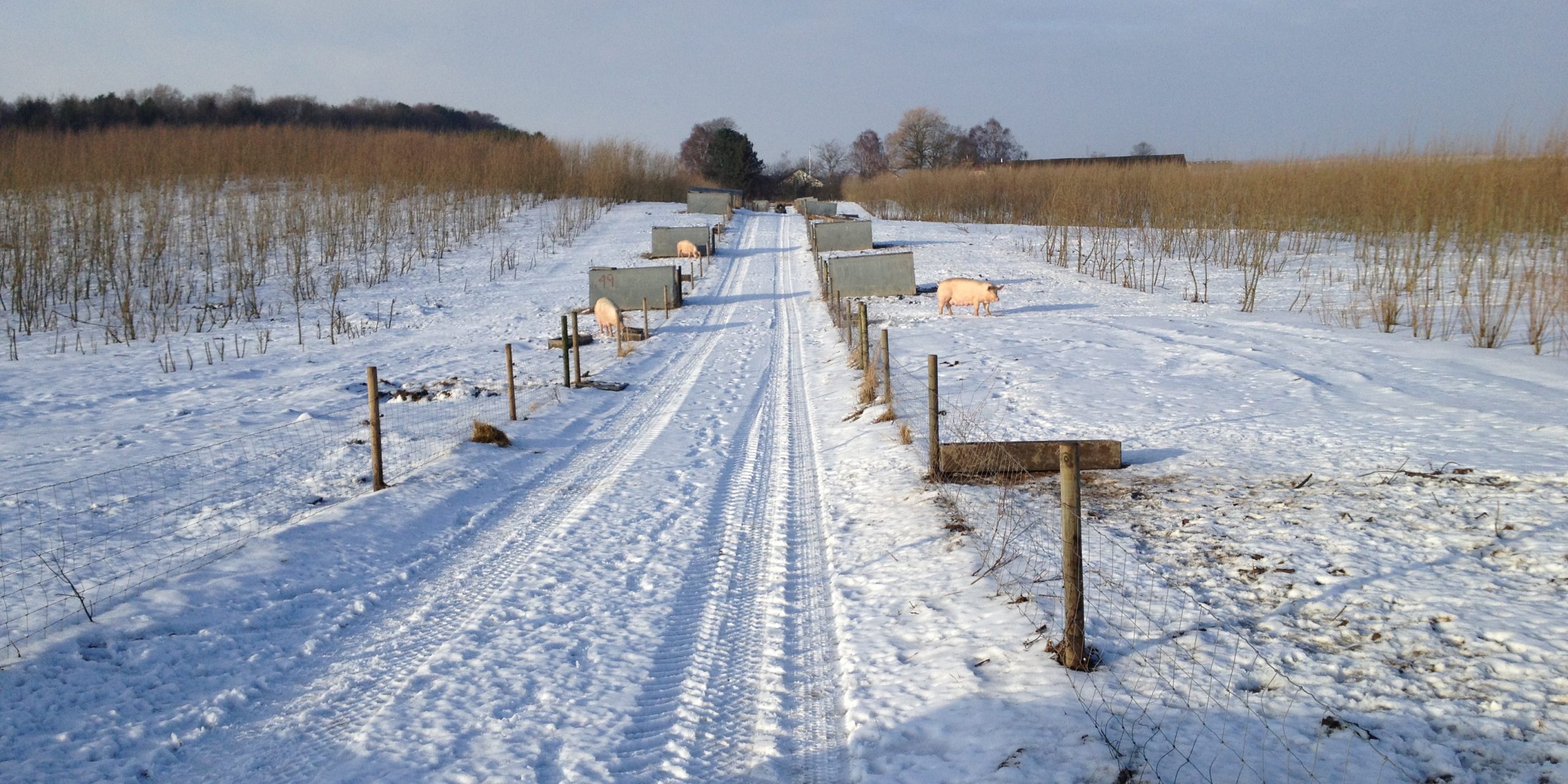 Vinterfodring af økologiske søer (WI-FI) - Center for frilandsdyr